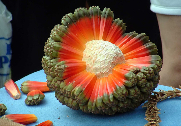 20 x de meest bijzondere fruitsoorten - Culy