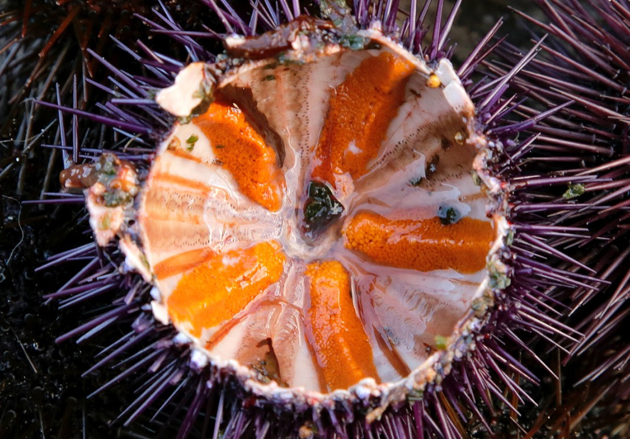 Smaakbommetjes uit de zee: alles over zee-egels - Culy.nl