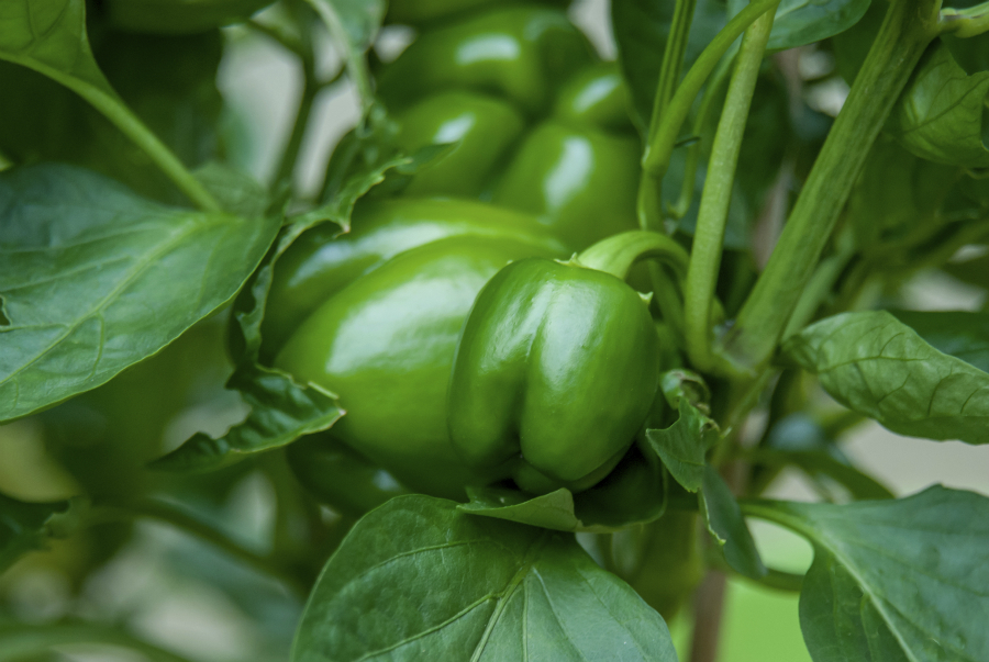 Dit is de reden waarom groene paprika's vaak zo goedkoop zijn - Culy