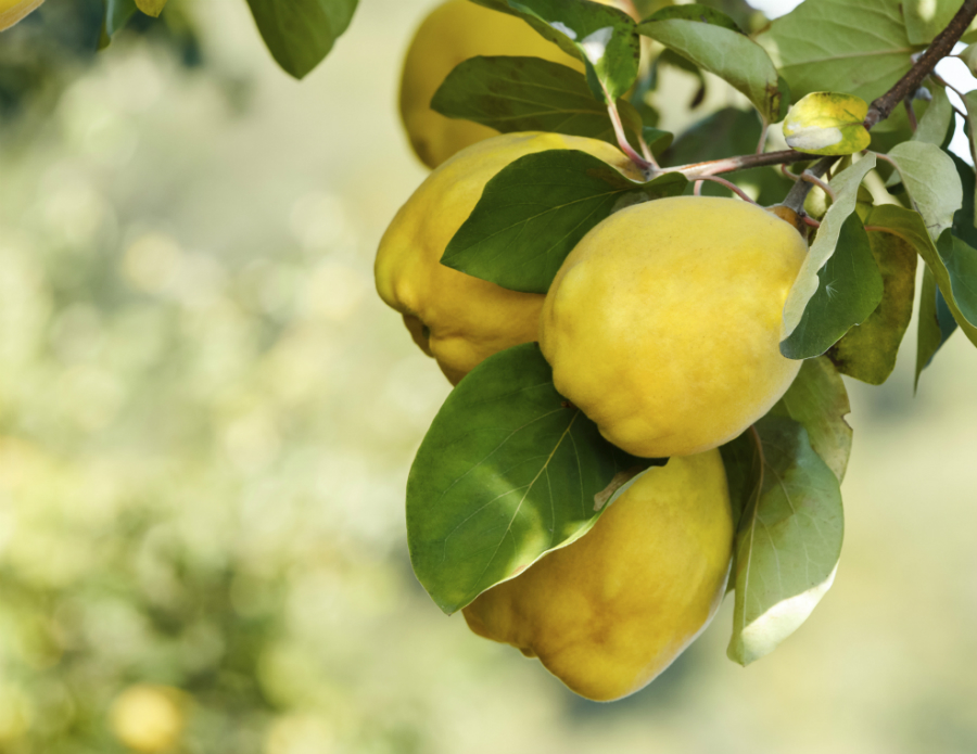 Koken met kweeperen: dit kun je ermee maken - Culy
