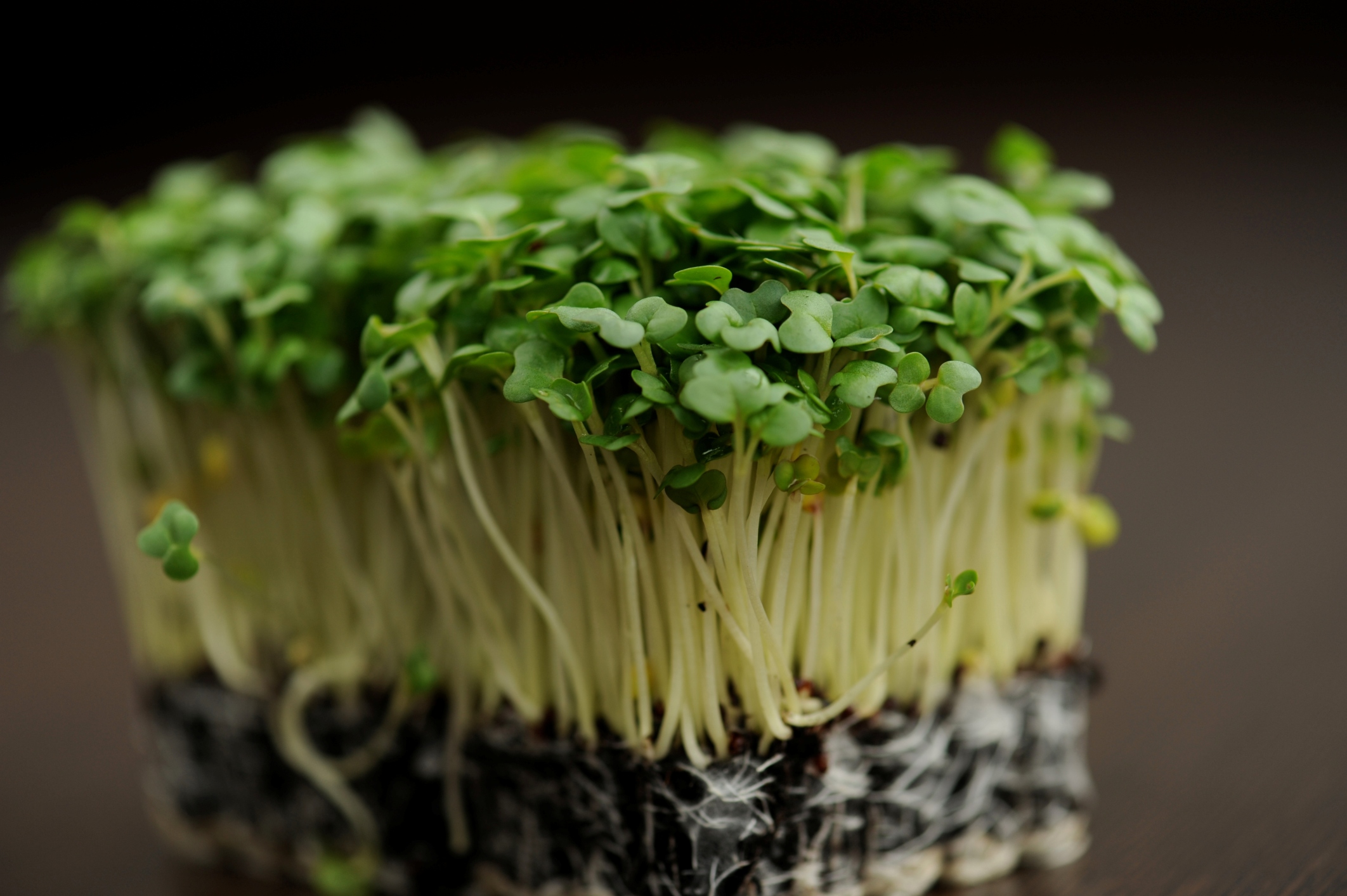 Deze 3 bijzondere cressen koop je gewoon bij de supermarkt - Culy