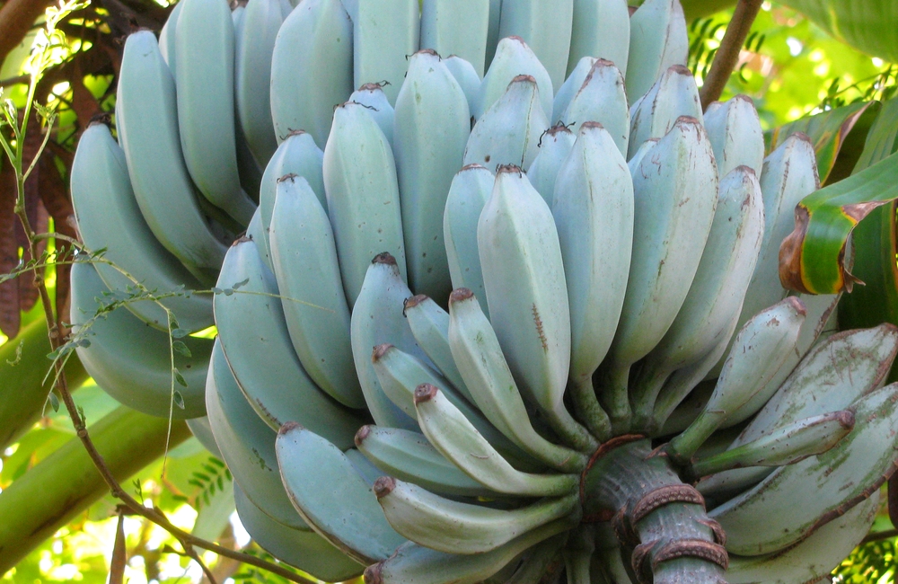 OMG: deze blauwe bananen smaken naar vanille-ijs - Culy