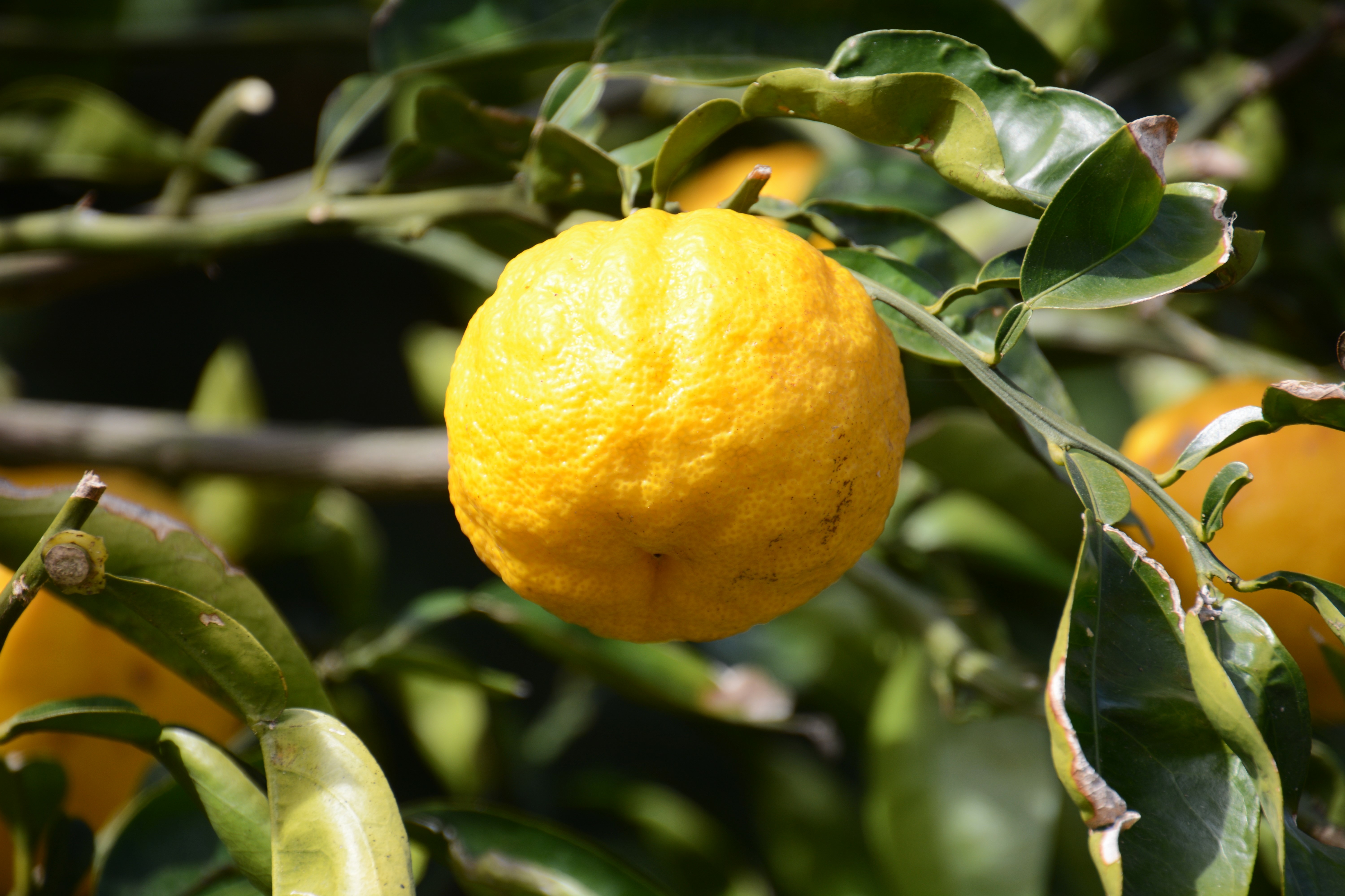 Wat is yuzu precies? Alles over dit Aziatische (citrus)fruit!