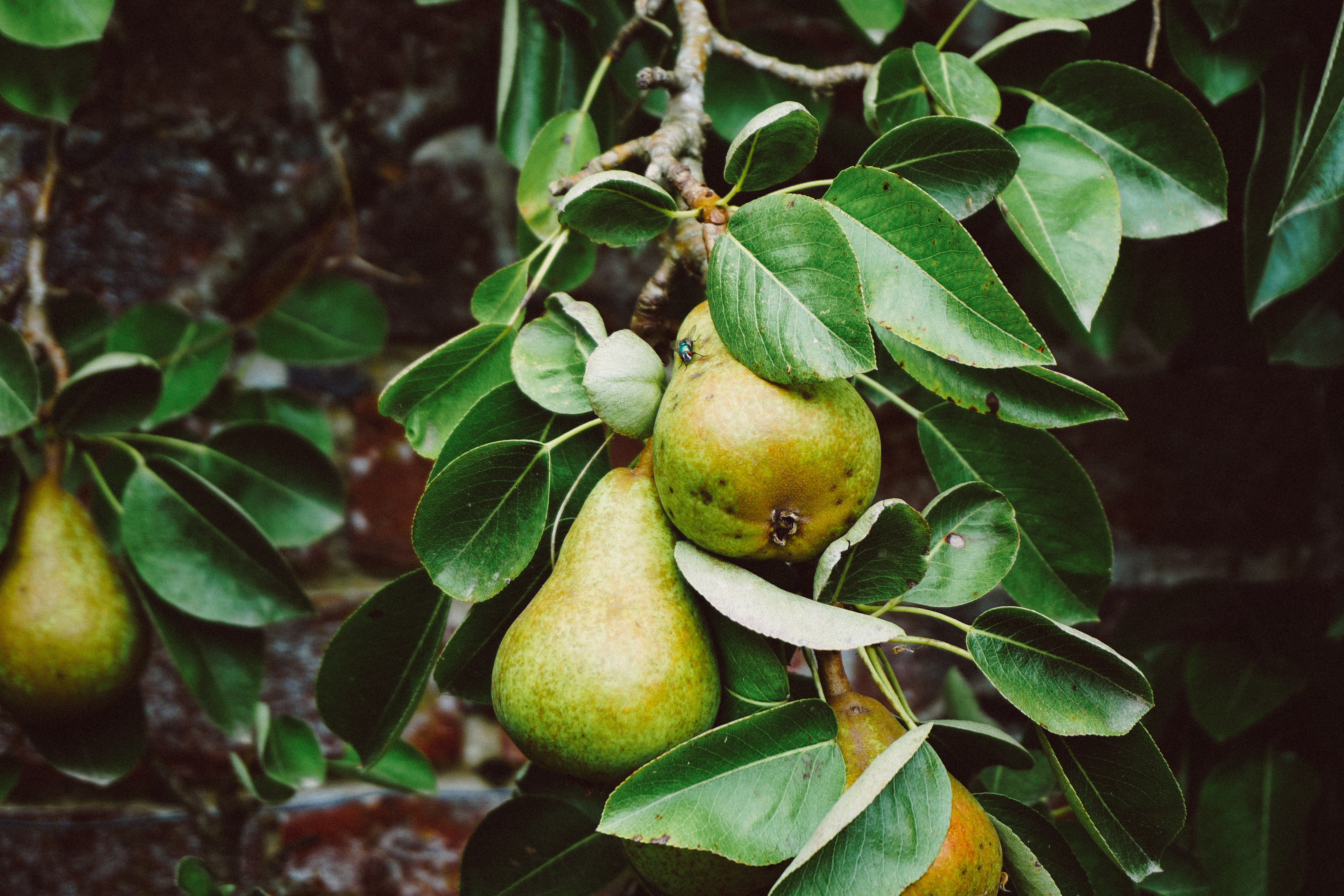 Alles over poiré: cider maar dan van peren (en misschien wel nóg ...