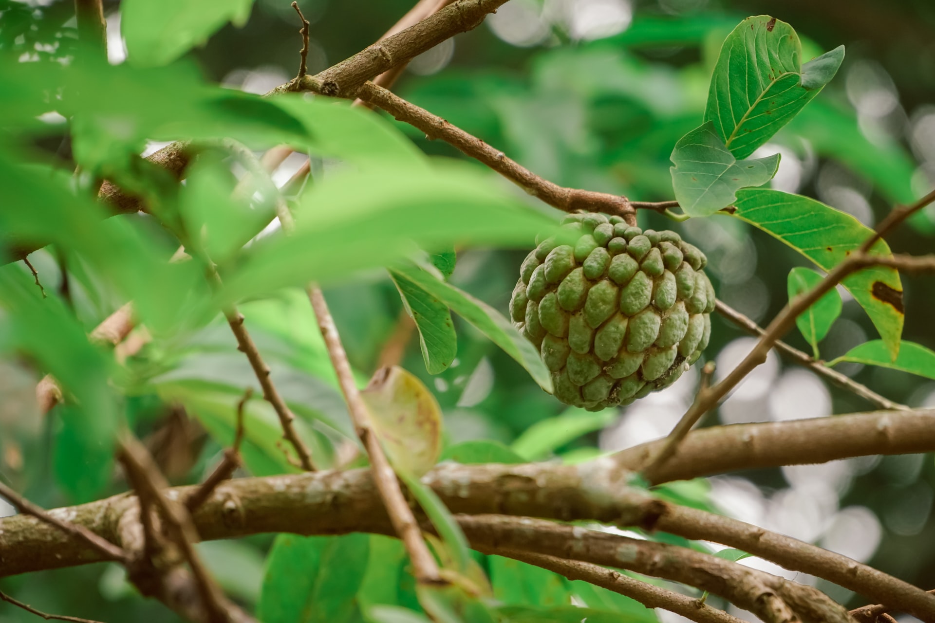 Alles over cherimoya (die groene vrucht met schubben in de toko) - Culy.nl