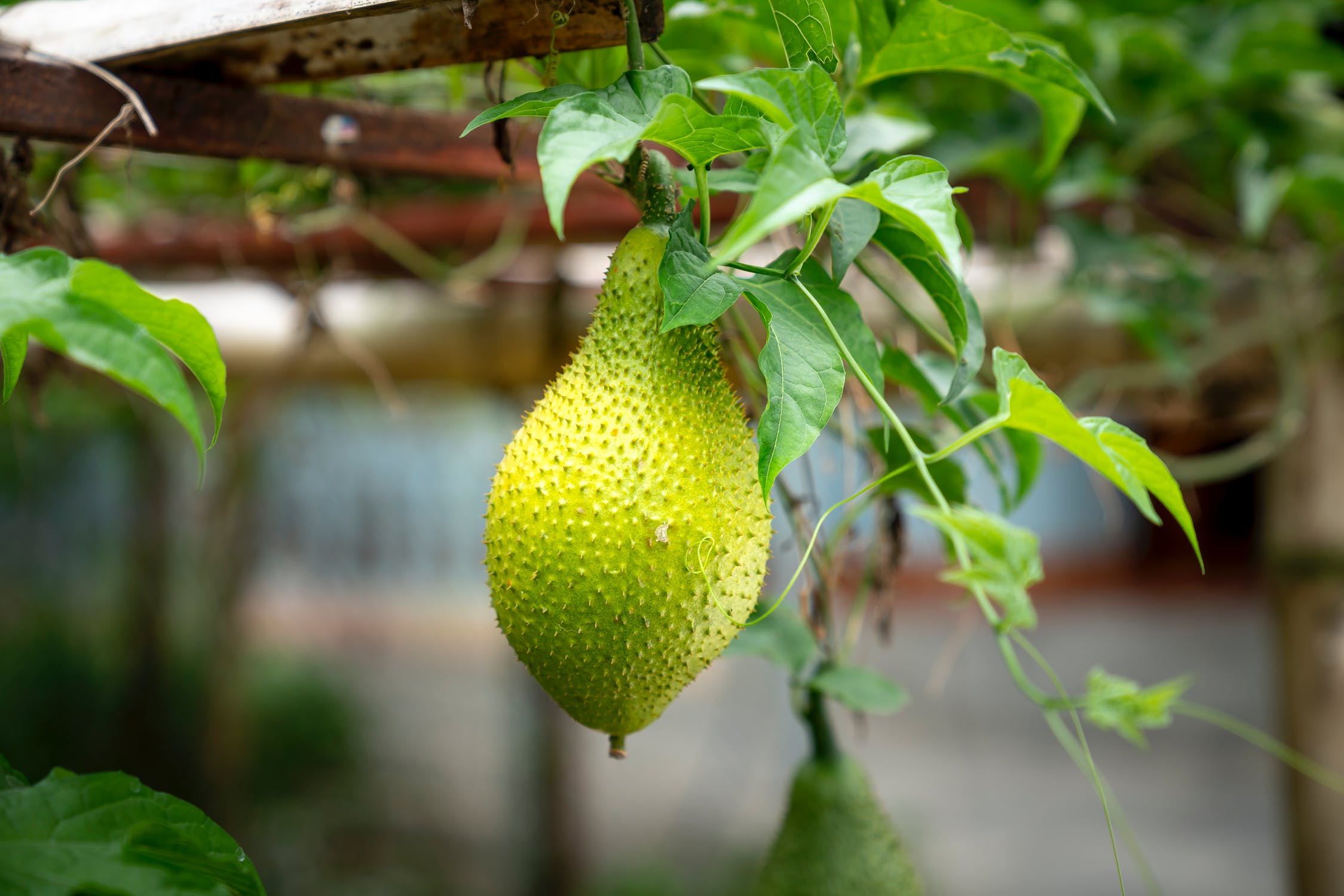 Rijpe jackfruit in zoete gerechten gebruiken, zo doe je dat - Culy.nl