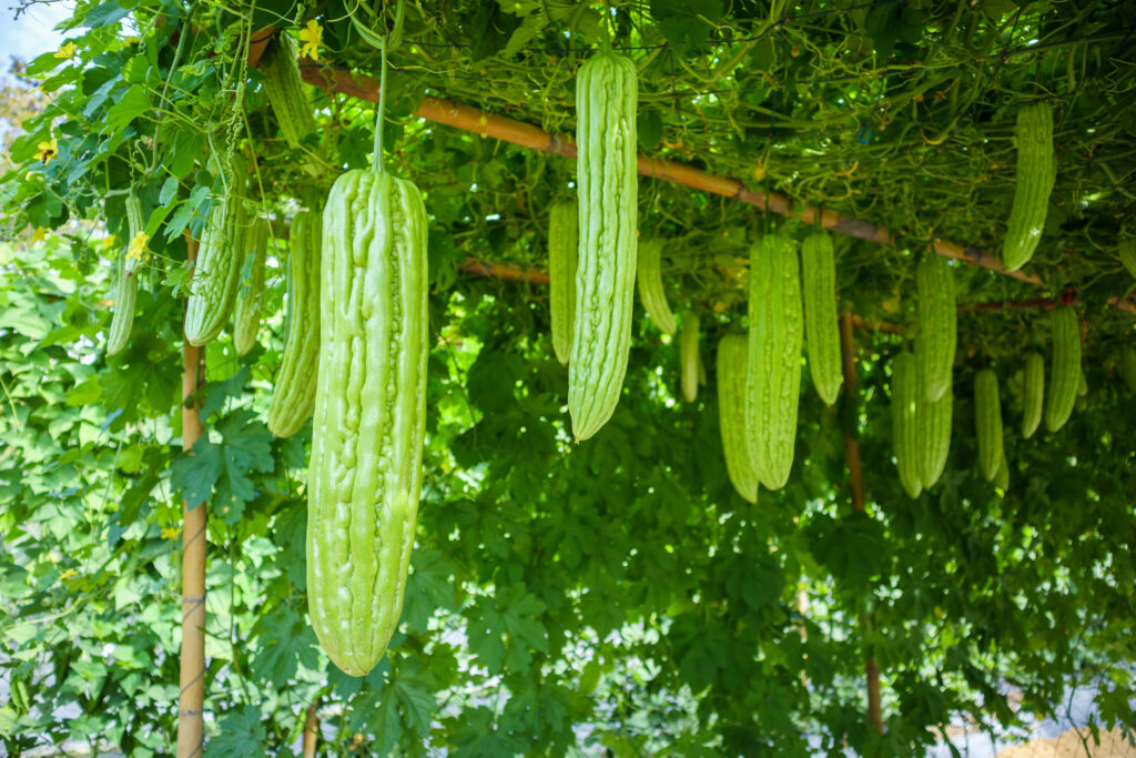 Alles over sopropo: de Surinaamse vrucht uit de toko