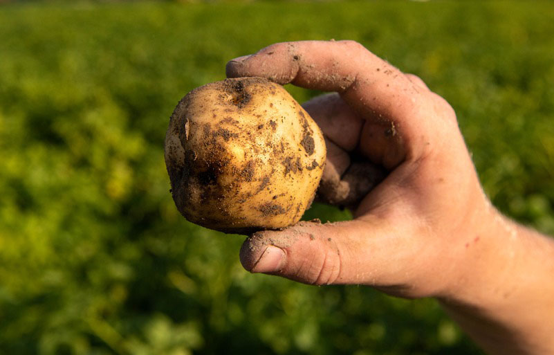 Alles over Opperdoezer Ronde: de aardappel uit Opperdoes - Culy