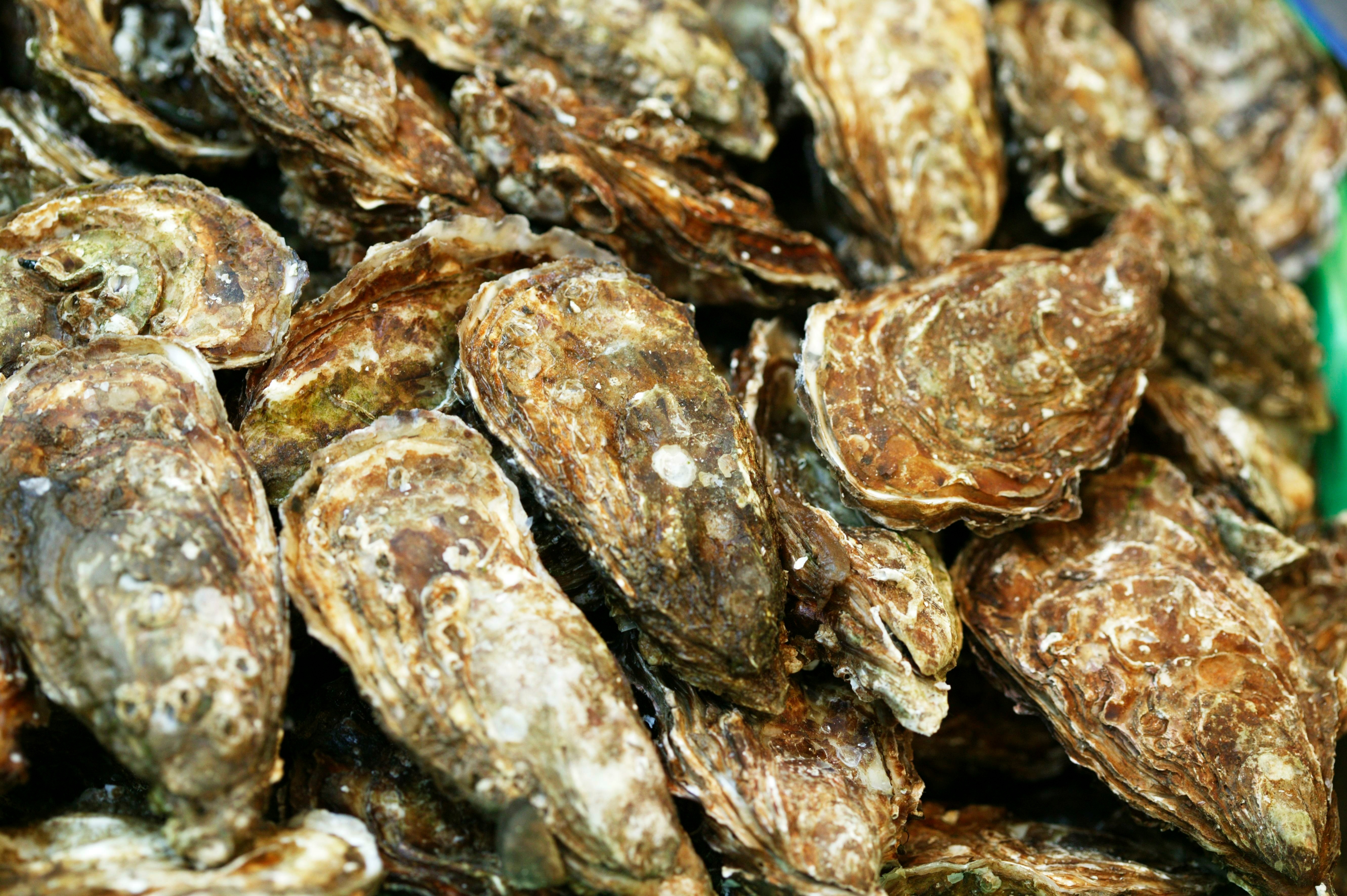 Oesters kopen of bestellen? Dit zijn alle soorten die je moet kennen - Culy