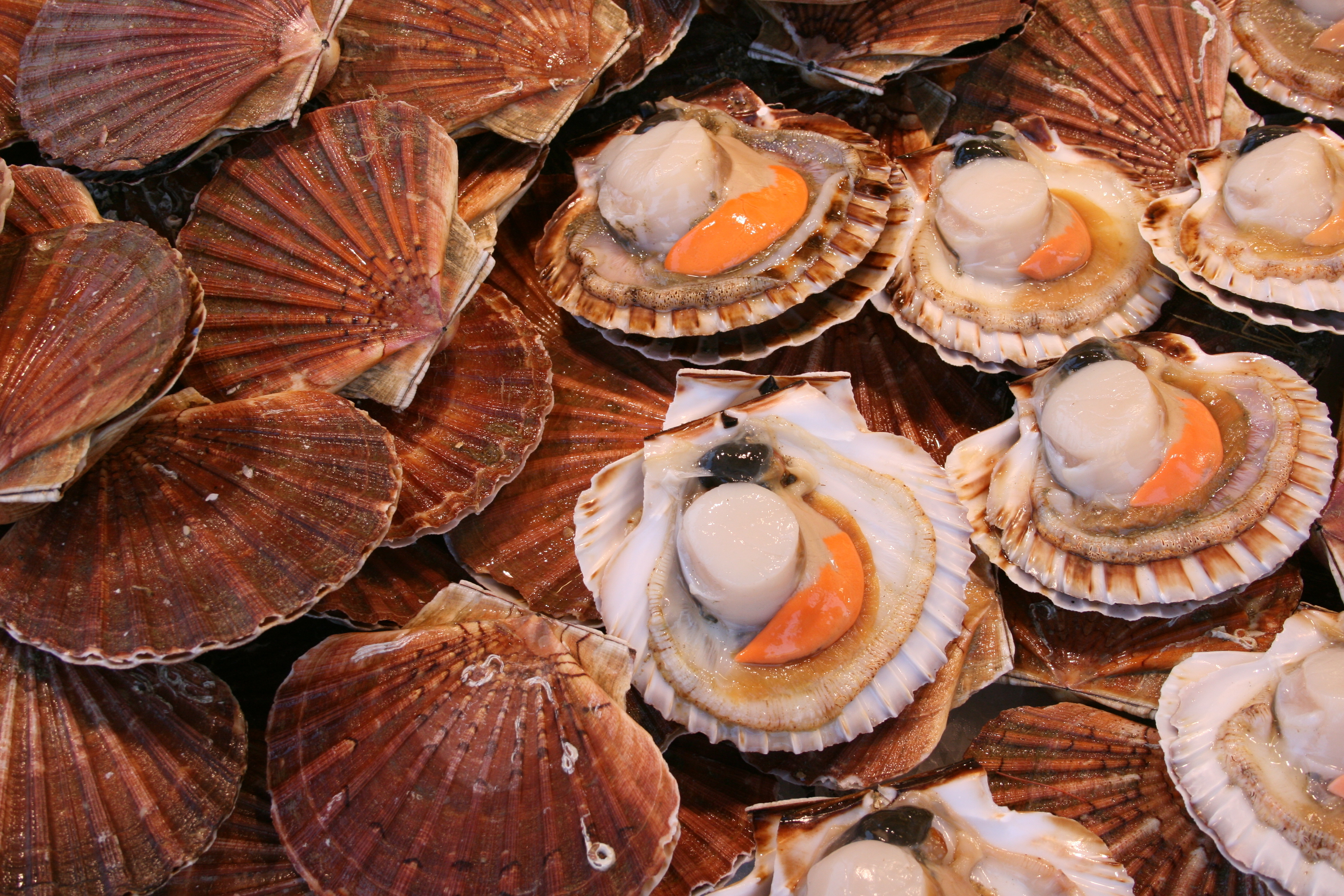 Coquilles kopen? Dit is waarom ze zo duur zijn - Culy